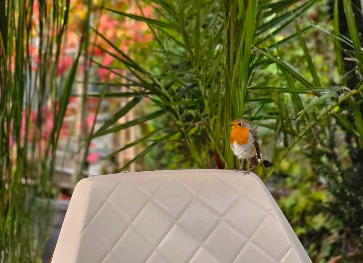 Taking care of birds in Winter – The Pavilion