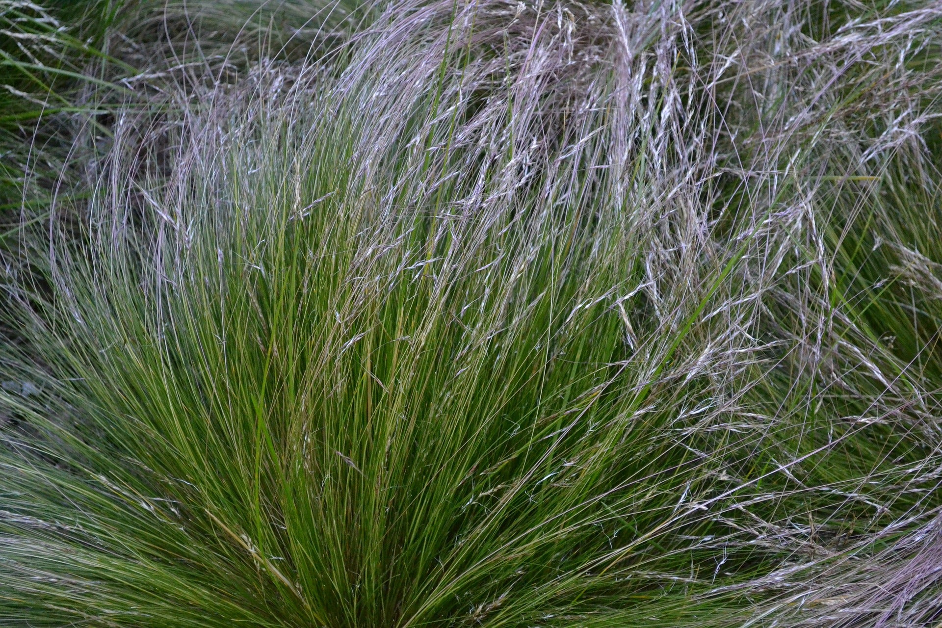 Stipa Grass Top Tips – The Pavilion
