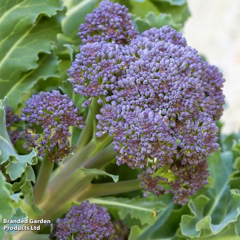Broccoli Sprouting Summer Purple – The Pavilion