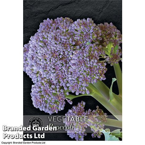 Broccoli Sprouting Summer Purple – The Pavilion