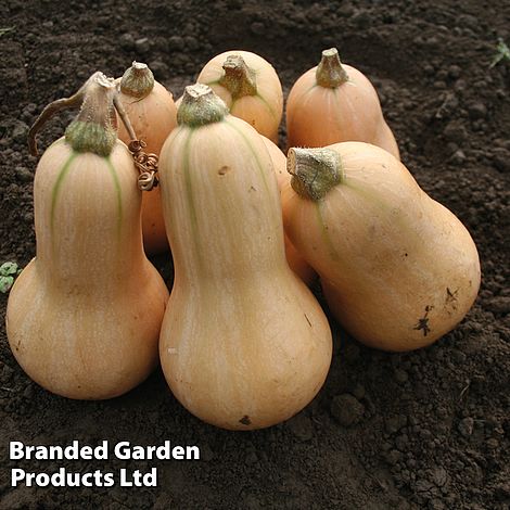 Squash Winter Butternut Hunter F1 – The Pavilion